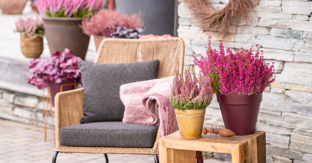 Lyng – slik steller du Calluna, Erica og røsslyng | Interflora